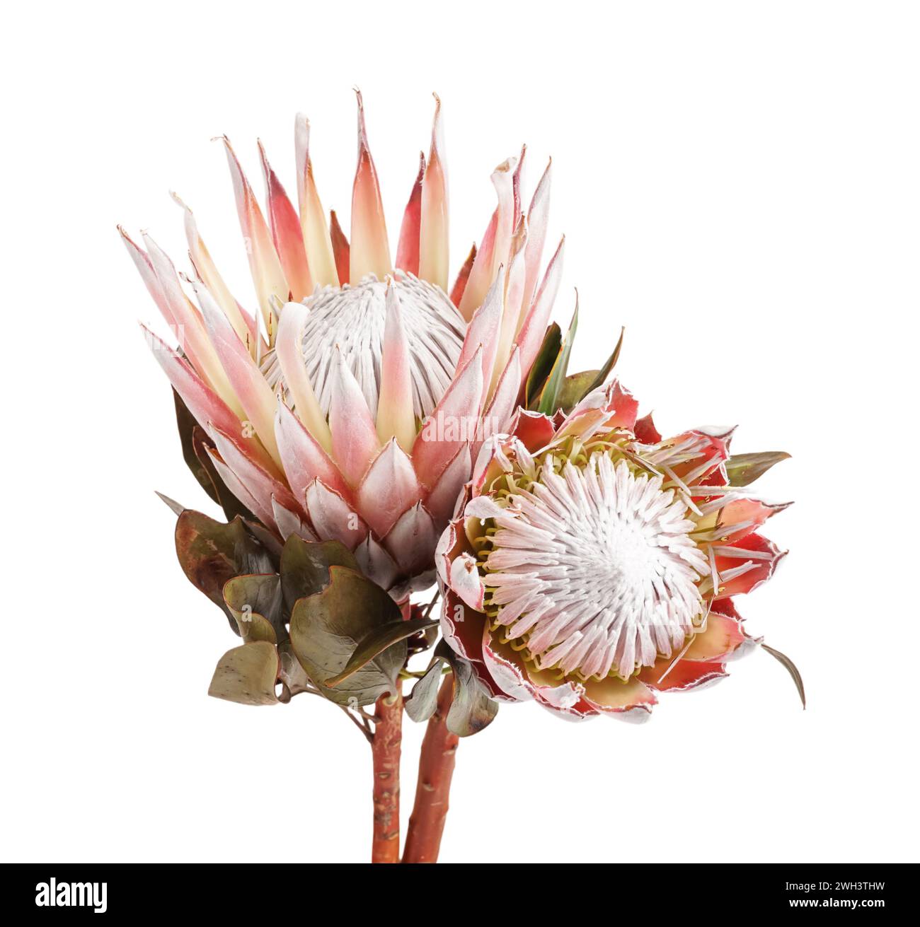 Beautiful protea flowers on white background Stock Photo - Alamy