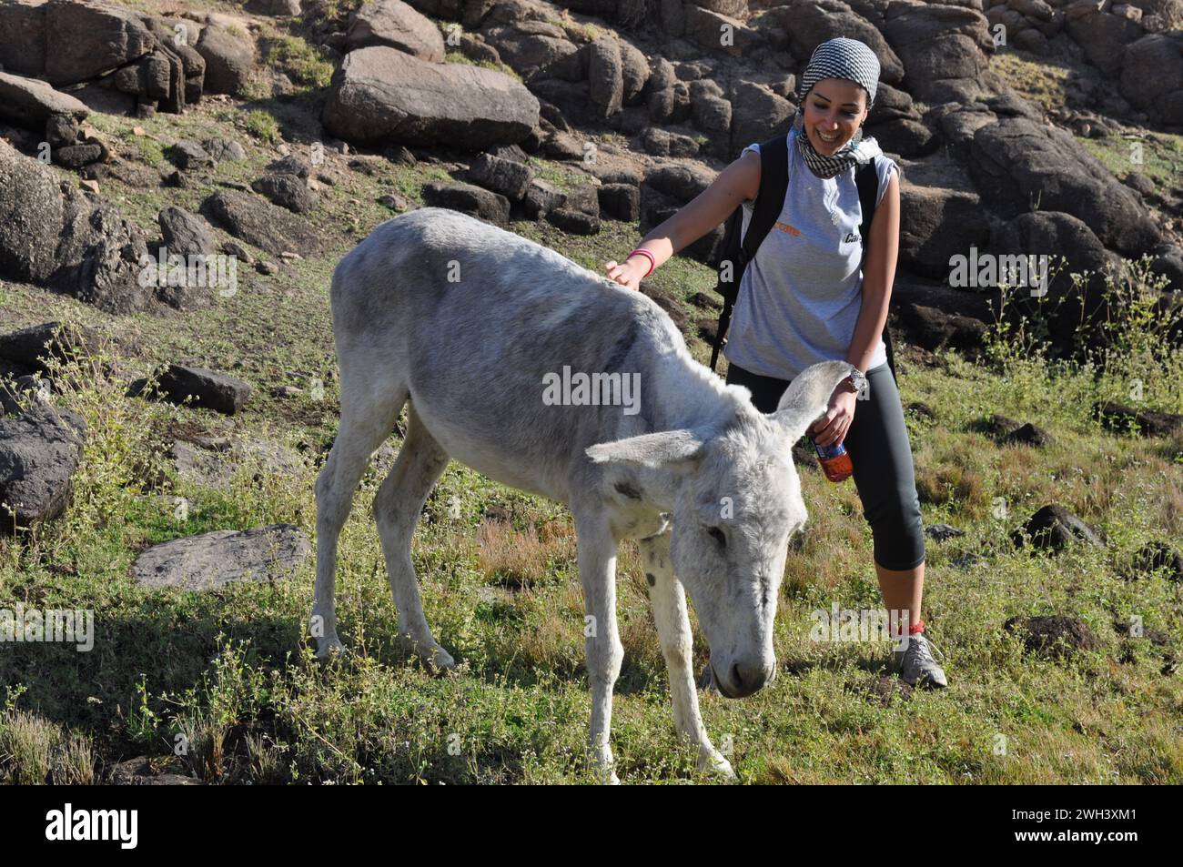 Donkey feeding free on Hesa Island behind Aswan Dam Upper Egypt Stock ...