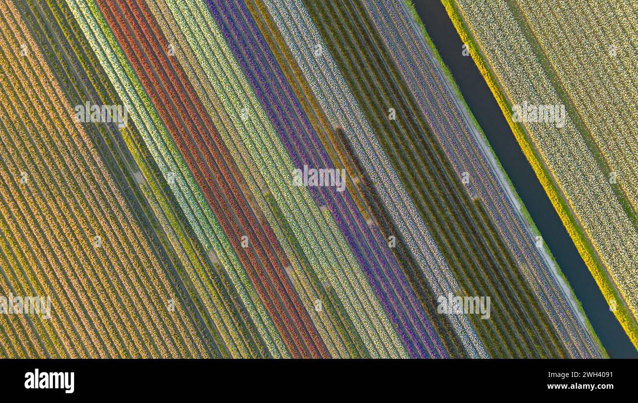 Birds eye view of flower hi-res stock photography and images - Alamy