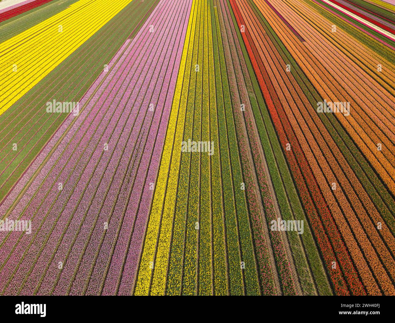 Drone view Blooming multicolor dutch tulip fields Stock Photo - Alamy