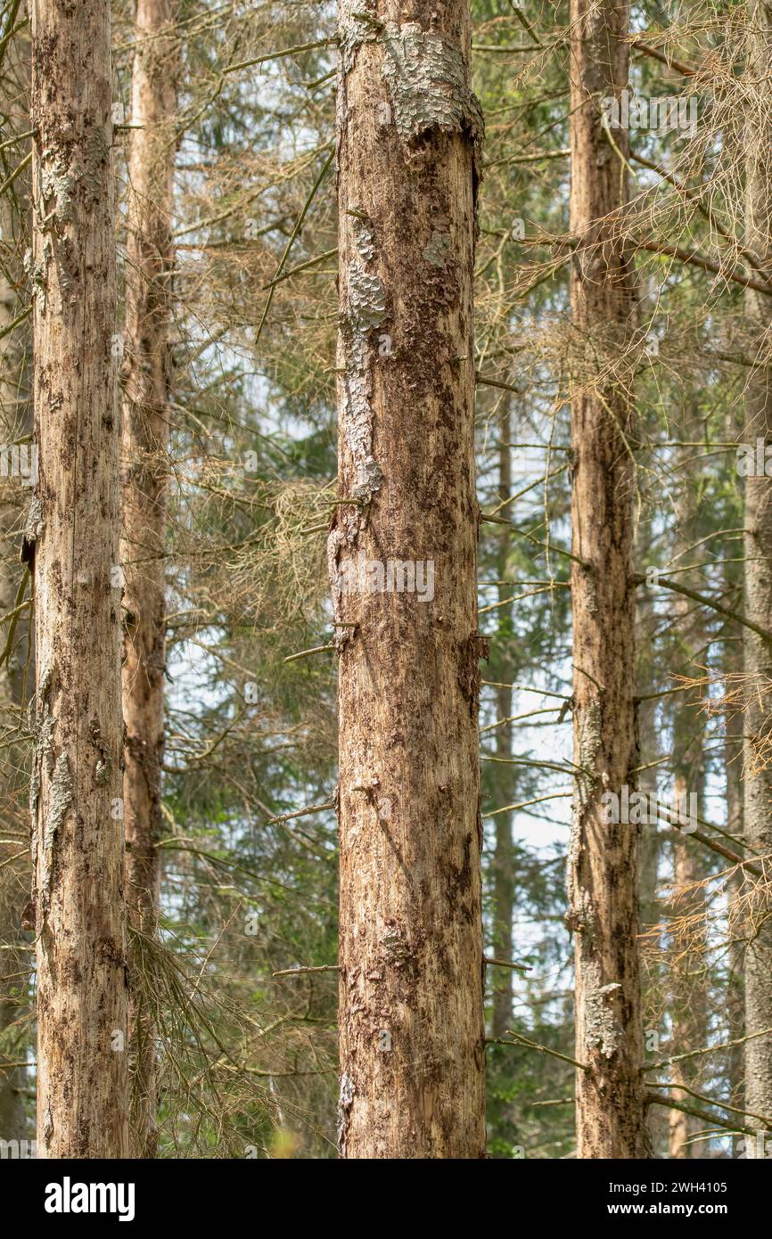 Spruce trees attacked by bark beetles of the genus Ips in southern ...