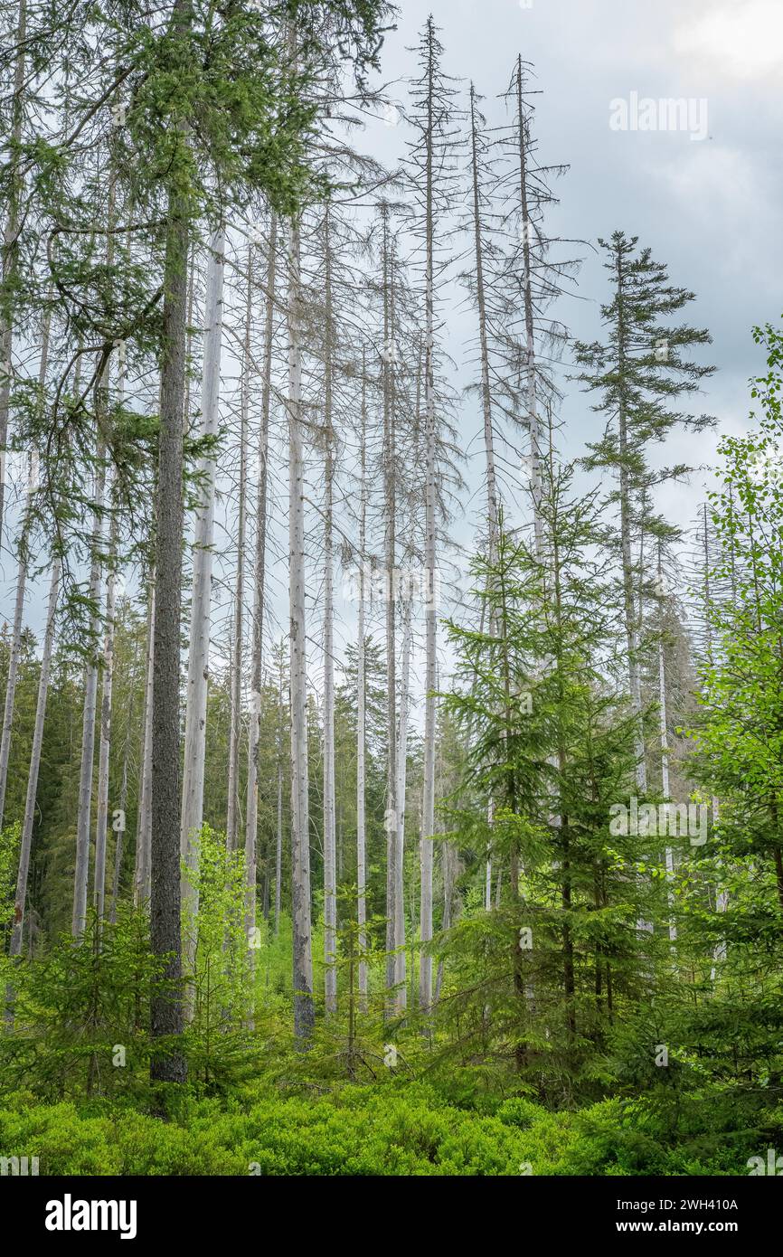 Attack bark beetles on hi-res stock photography and images - Alamy