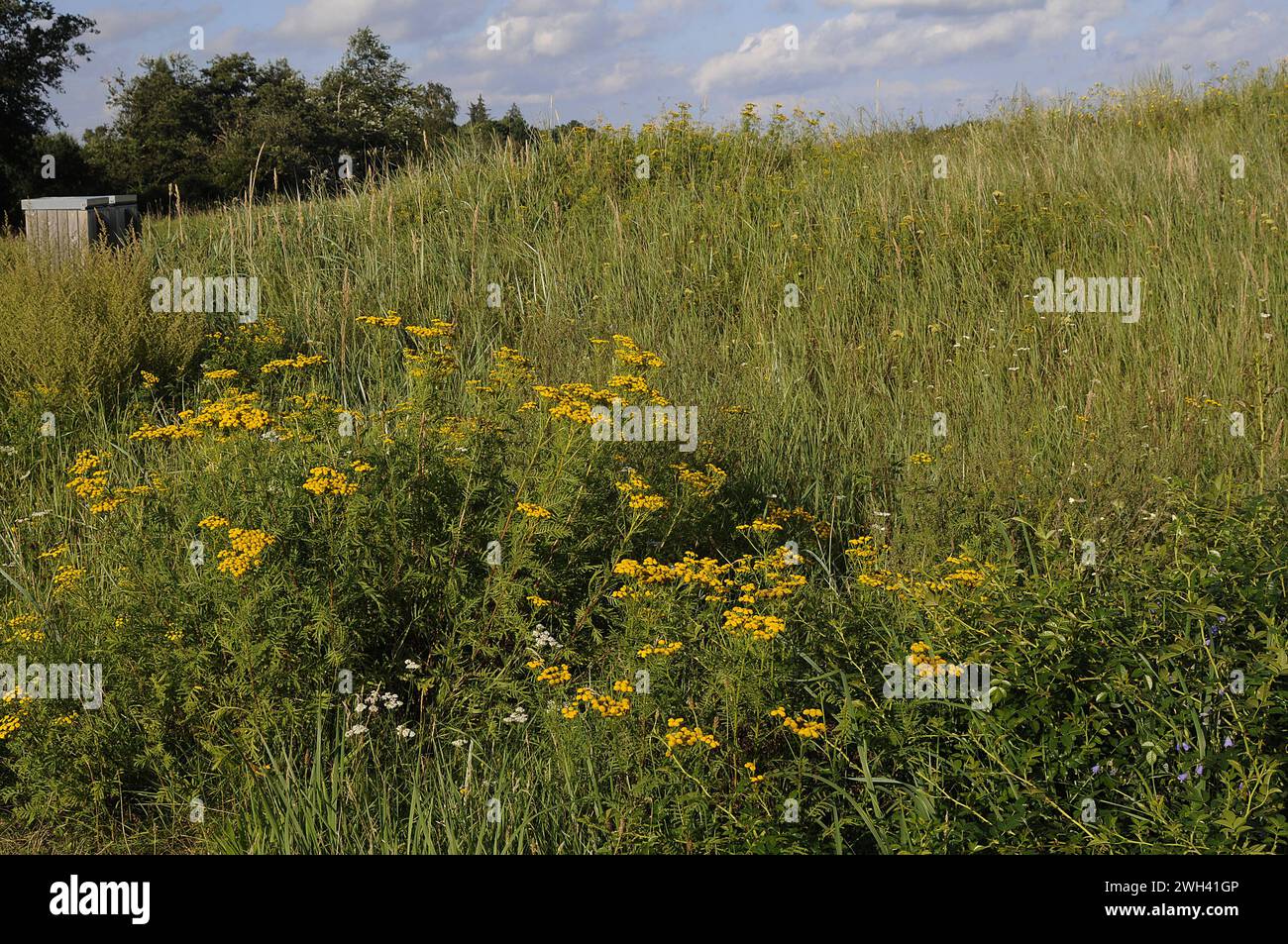 Marielyst strand hi-res stock photography and images - Alamy