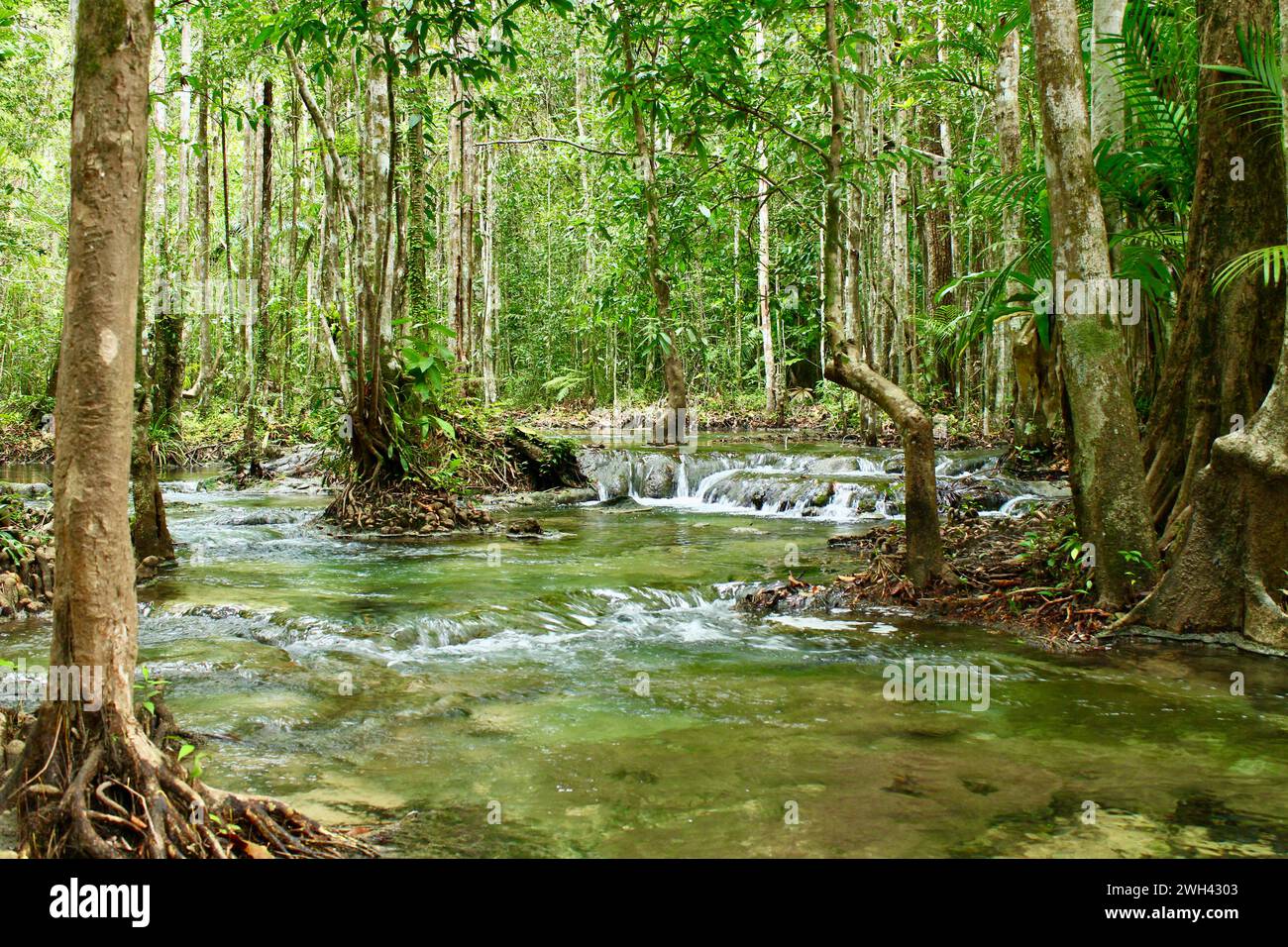 Tropical jungle with water seen from the path Stock Photo - Alamy