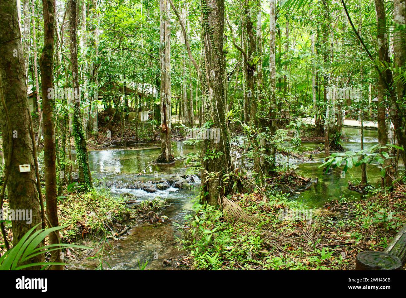 Tropical jungle with water seen from the path Stock Photo - Alamy
