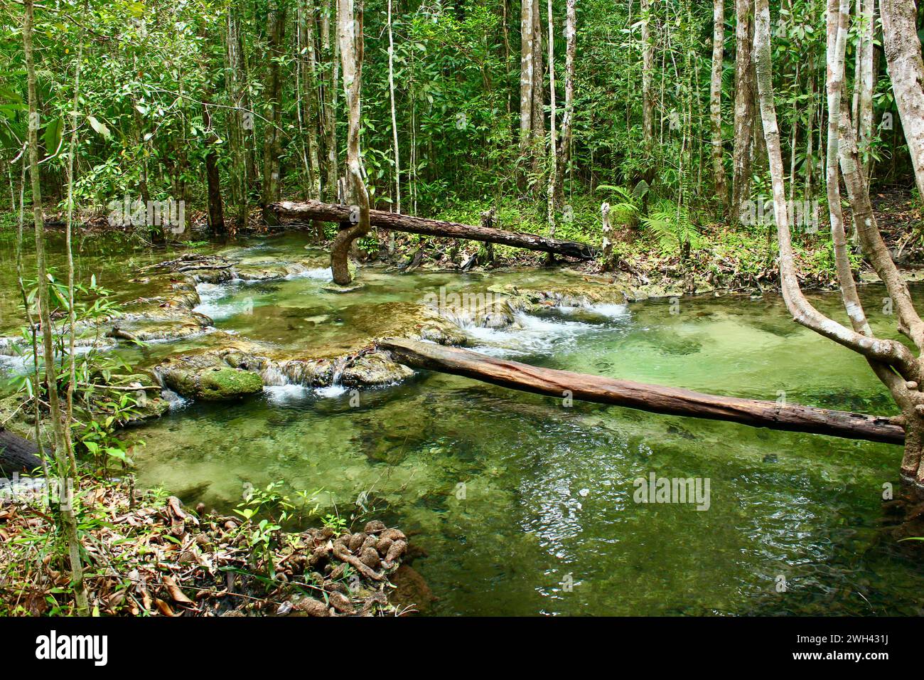 Tropical jungle with water seen from the path Stock Photo - Alamy