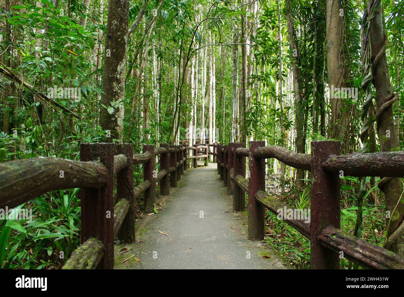 Pathway to jungle hi-res stock photography and images - Alamy