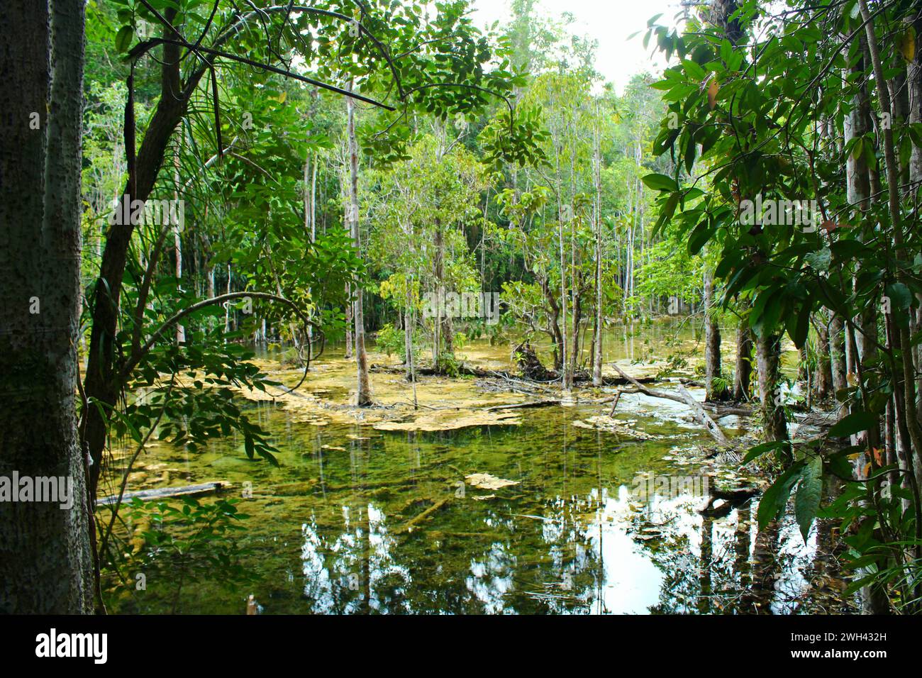 Tropical jungle with water seen from the path Stock Photo - Alamy