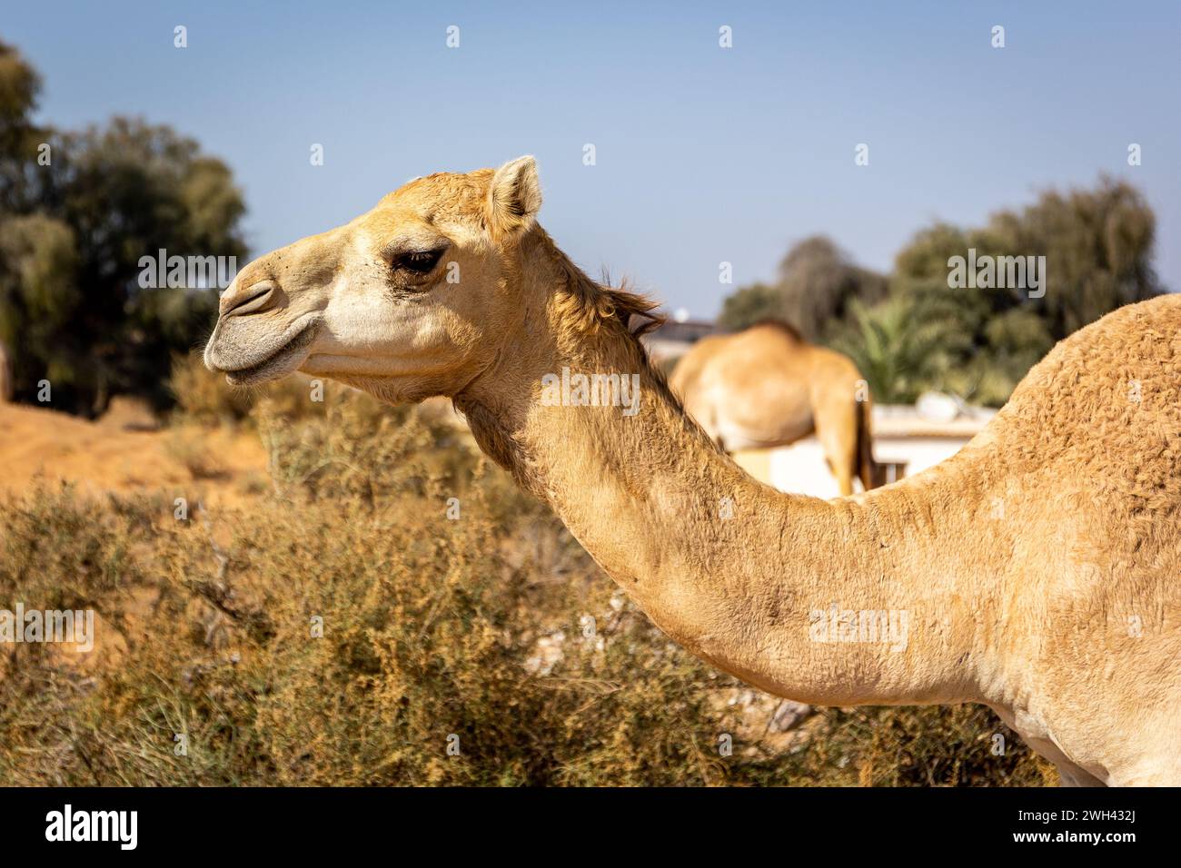 Dromedary camel (Camelus dromedarius) head and neck in profile in a ...