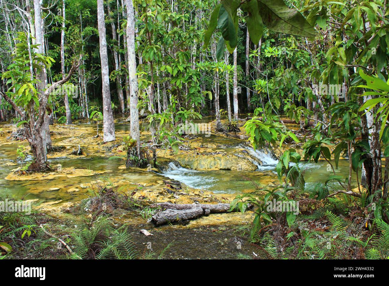 Thailand jungle path hi-res stock photography and images - Alamy