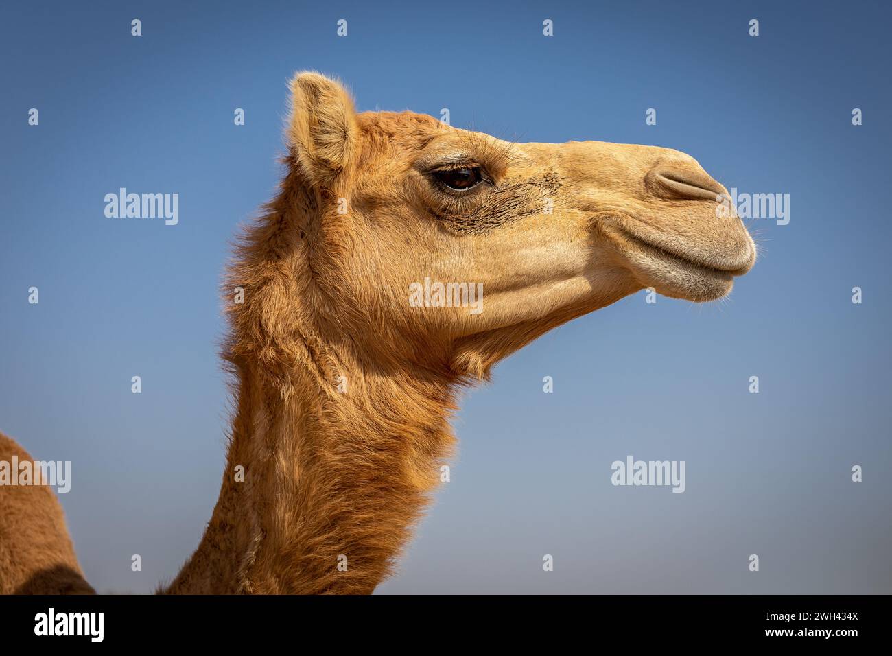 Dromedary camel head (Camelus dromedarius) in profile against blue sky ...