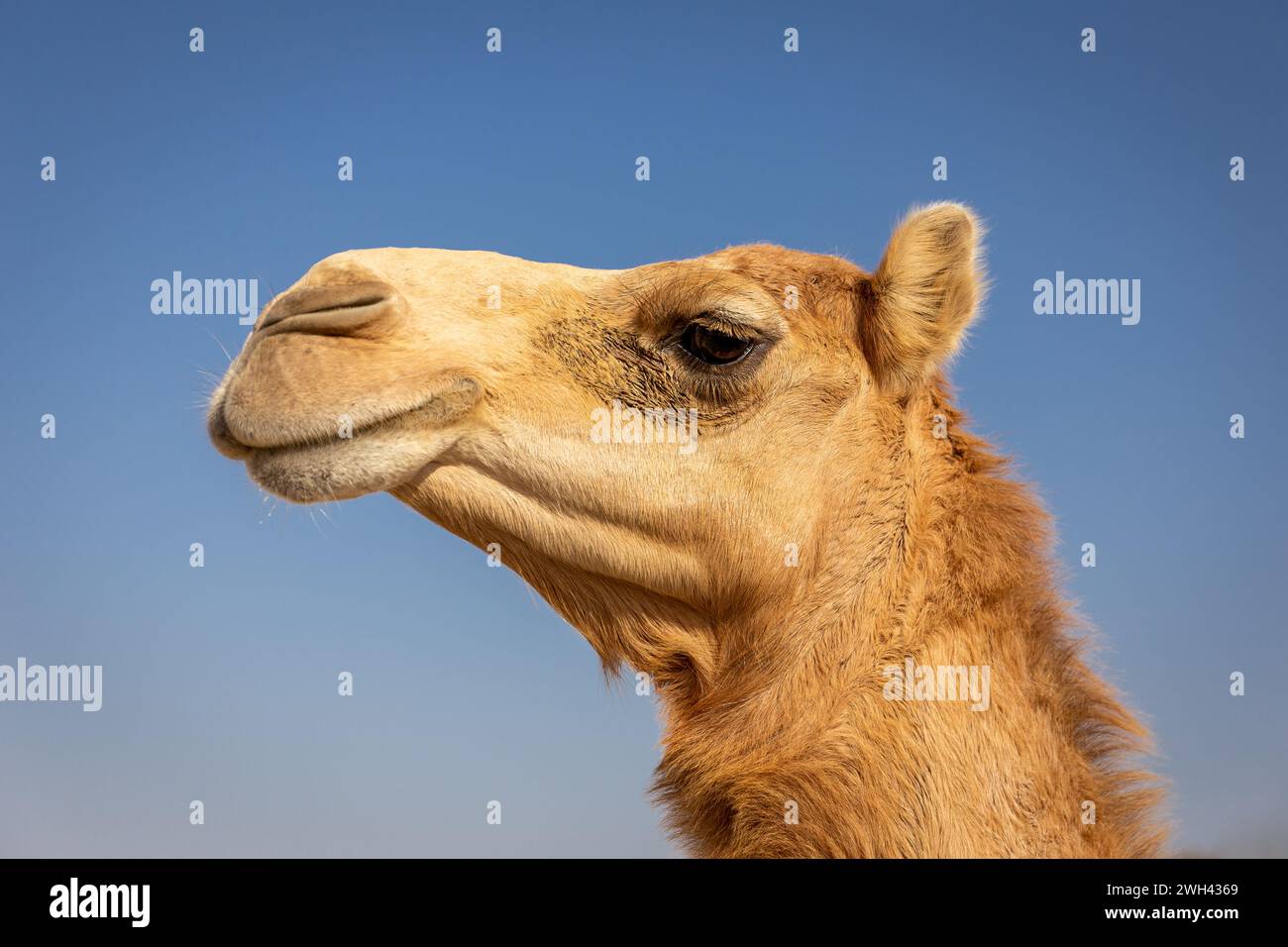 National animal of the united arab emirates hi-res stock photography ...