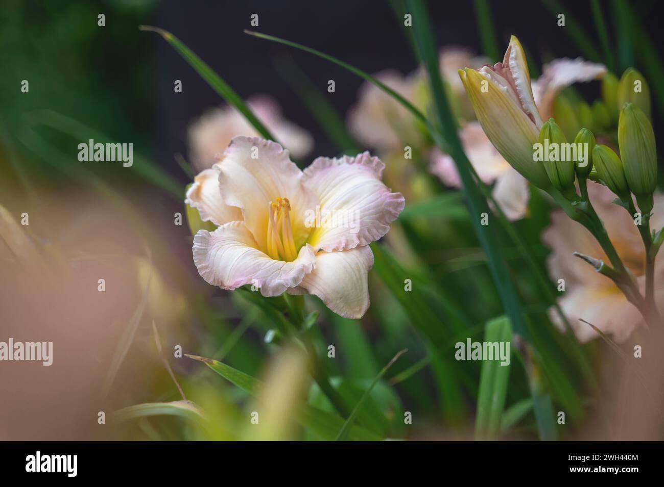 Beautiful soft pink daylily flower of the Gelato variety and Elegant ...