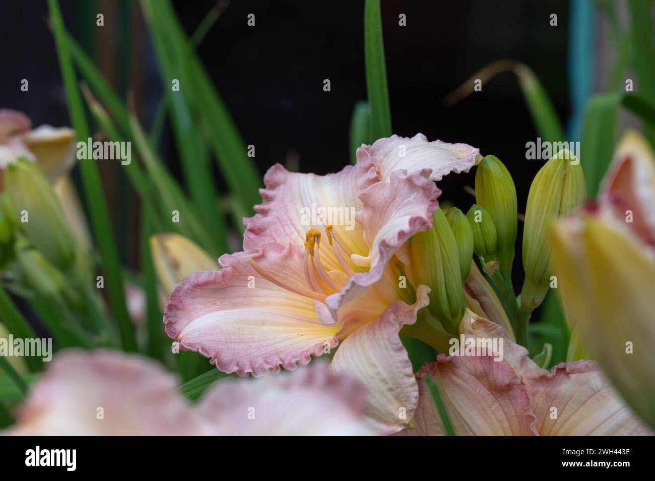 Beautiful soft pink daylily flower of the Gelato variety and Elegant ...