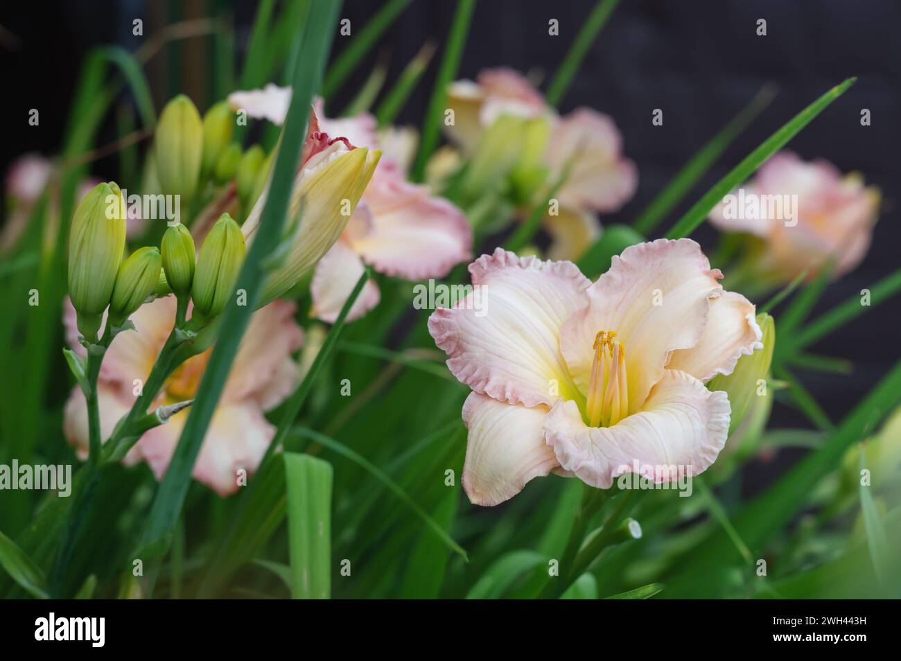 Beautiful soft pink daylily flower of the Gelato variety and Elegant ...