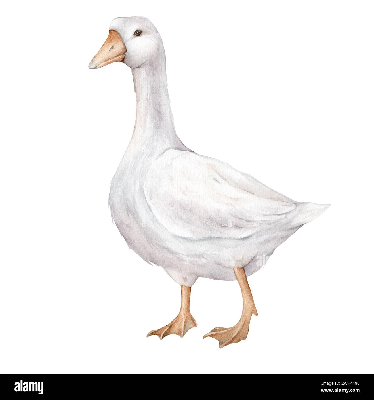 Domestic white and grey watercolor goose. Cute farm bird. Hand drawn ...