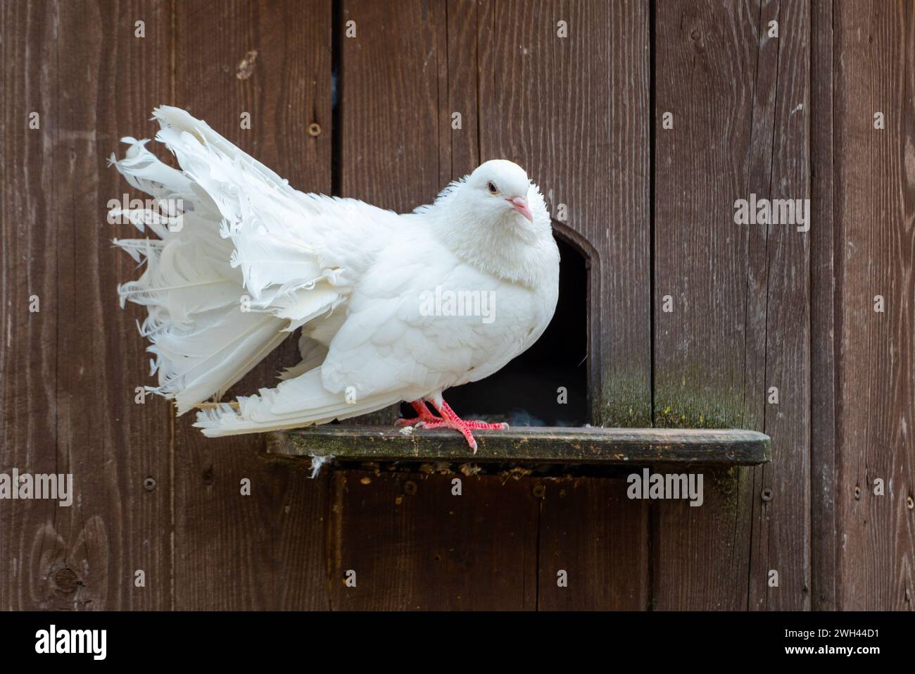 White dove bird sitting on the perch in the farm Stock Photo - Alamy