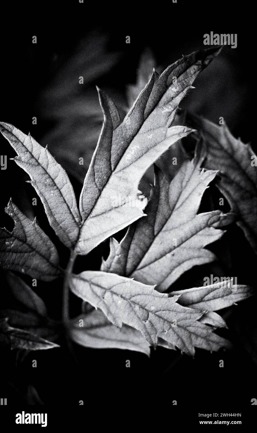 graphic image of plant leaves Stock Photo - Alamy