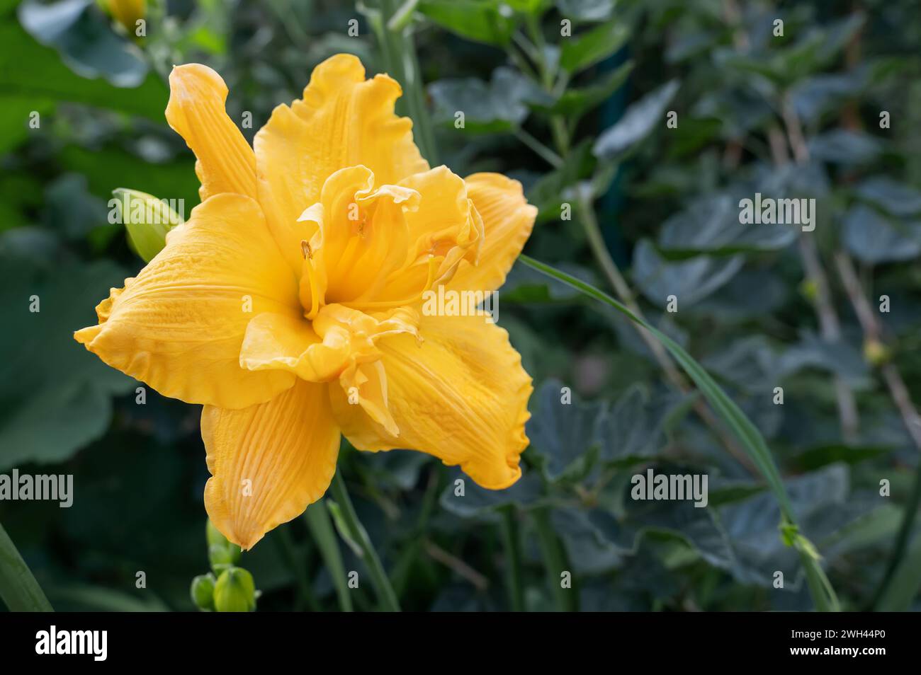 Beautiful double yellow flower of daylily variety Hemerocallis ...