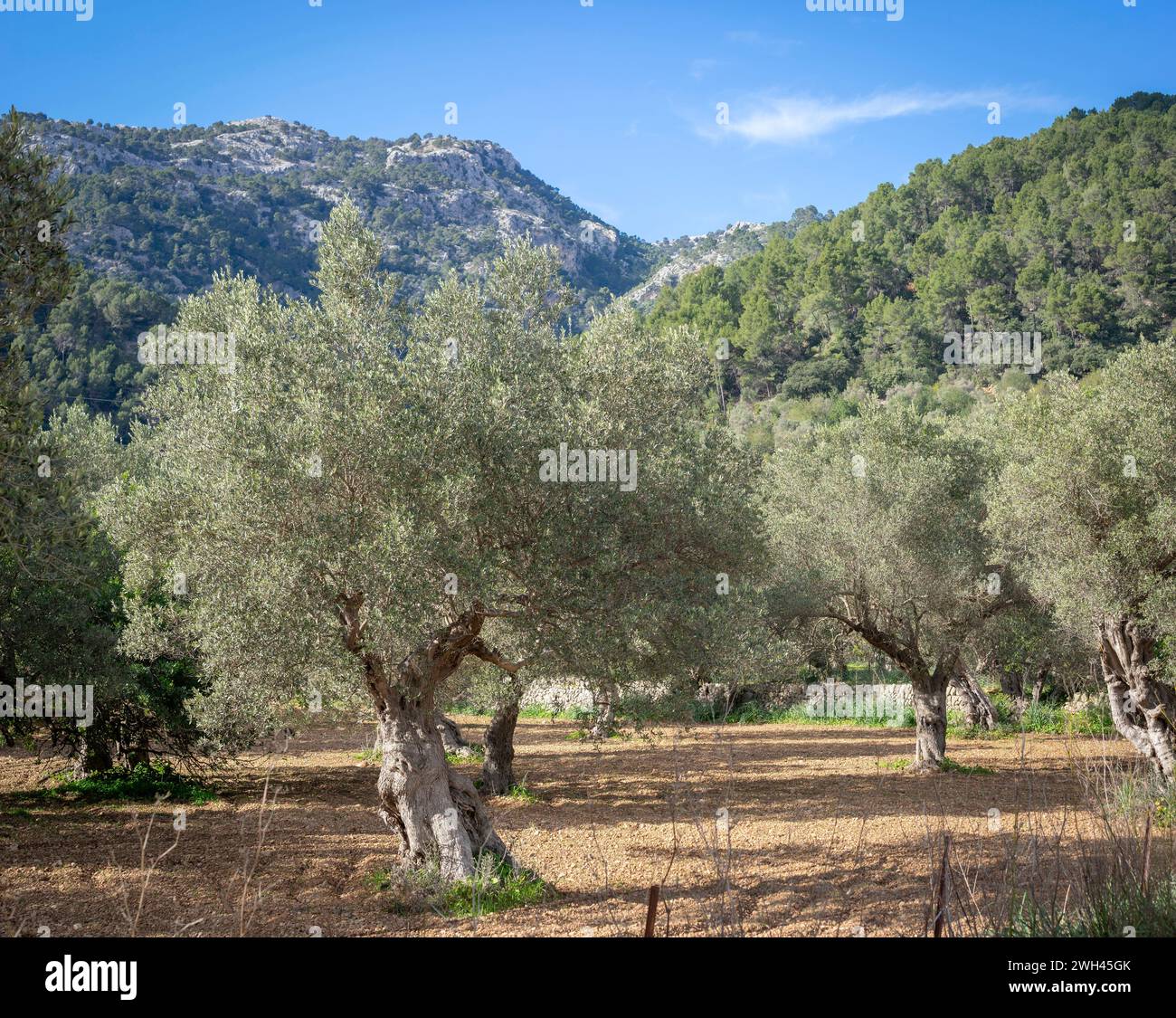 Timeless Serenity: Centuries-Old Olive Trees Nestled at the Foot of a ...