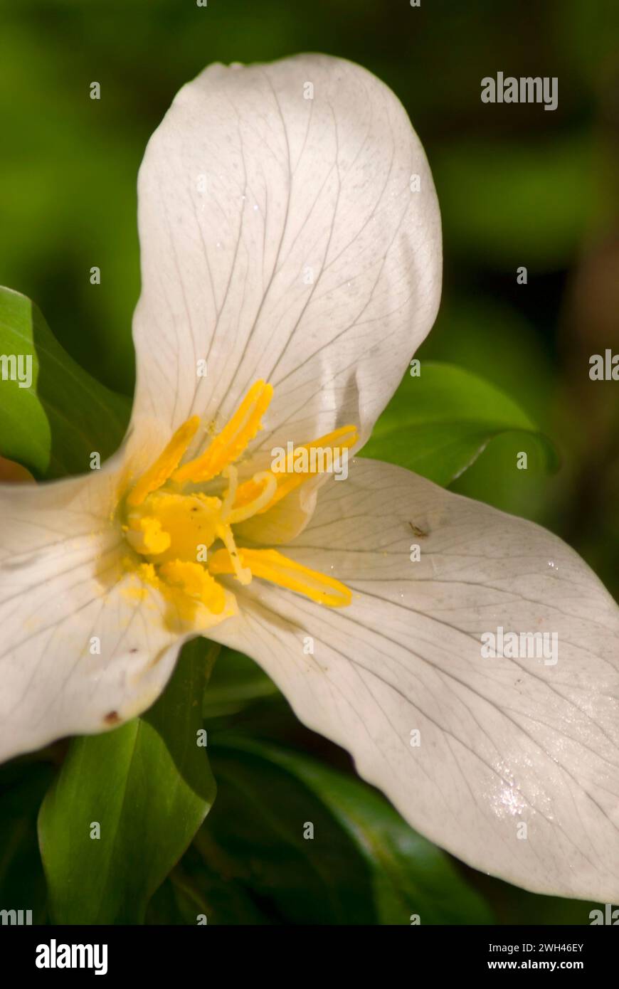 Trillium, Tryon Creek State Park, Oregon Stock Photo - Alamy