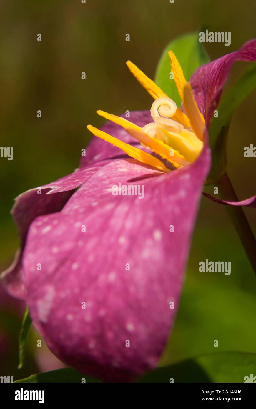 Trillium, Tryon Creek State Park, Oregon Stock Photo - Alamy