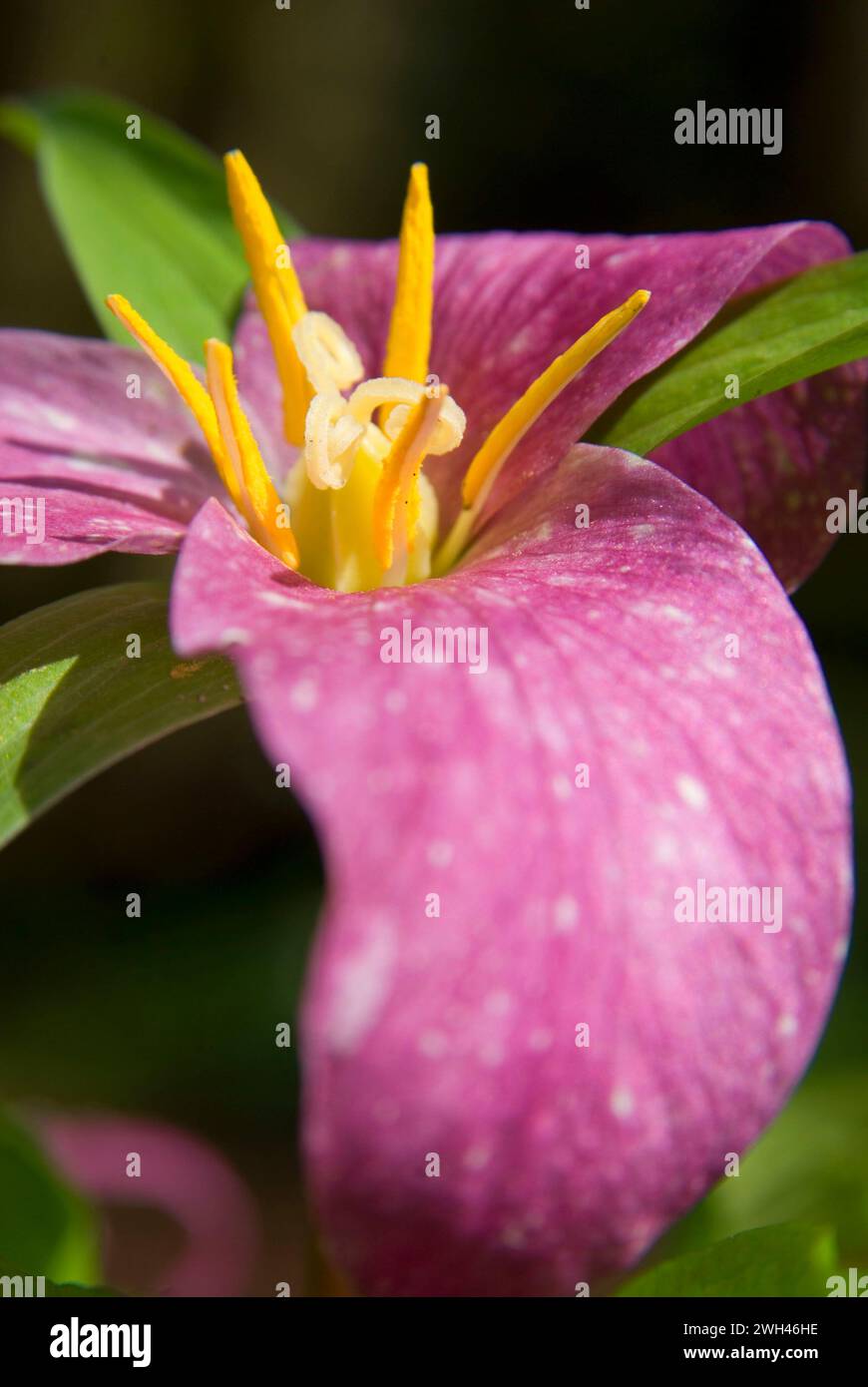 Trillium, Tryon Creek State Park, Oregon Stock Photo - Alamy