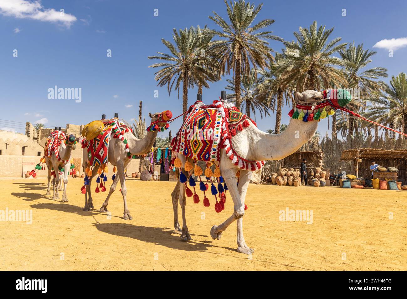 Middle East, Saudi Arabia, Tabuk Province, Tayma. November 15, 2023 ...