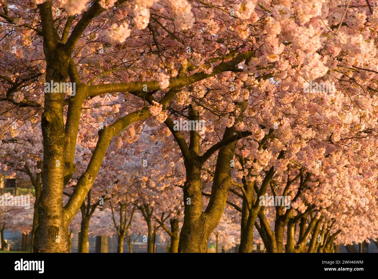Decorative cherry trees, Tom McCall Waterfront Park, Portland, Oregon ...
