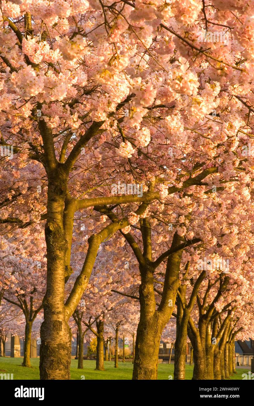 Decorative cherry trees, Tom McCall Waterfront Park, Portland, Oregon ...