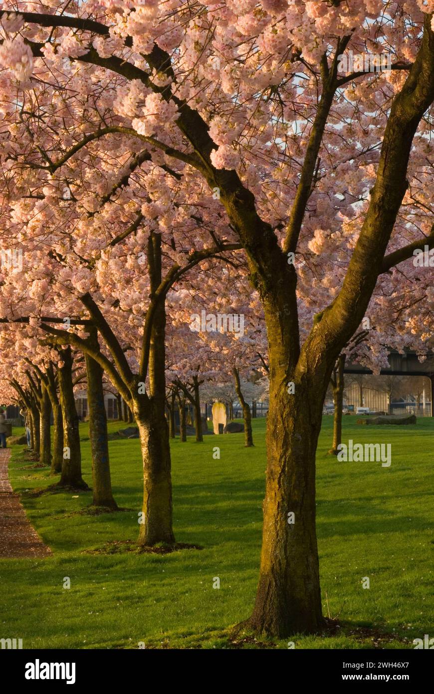 Decorative cherry trees, Tom McCall Waterfront Park, Portland, Oregon ...