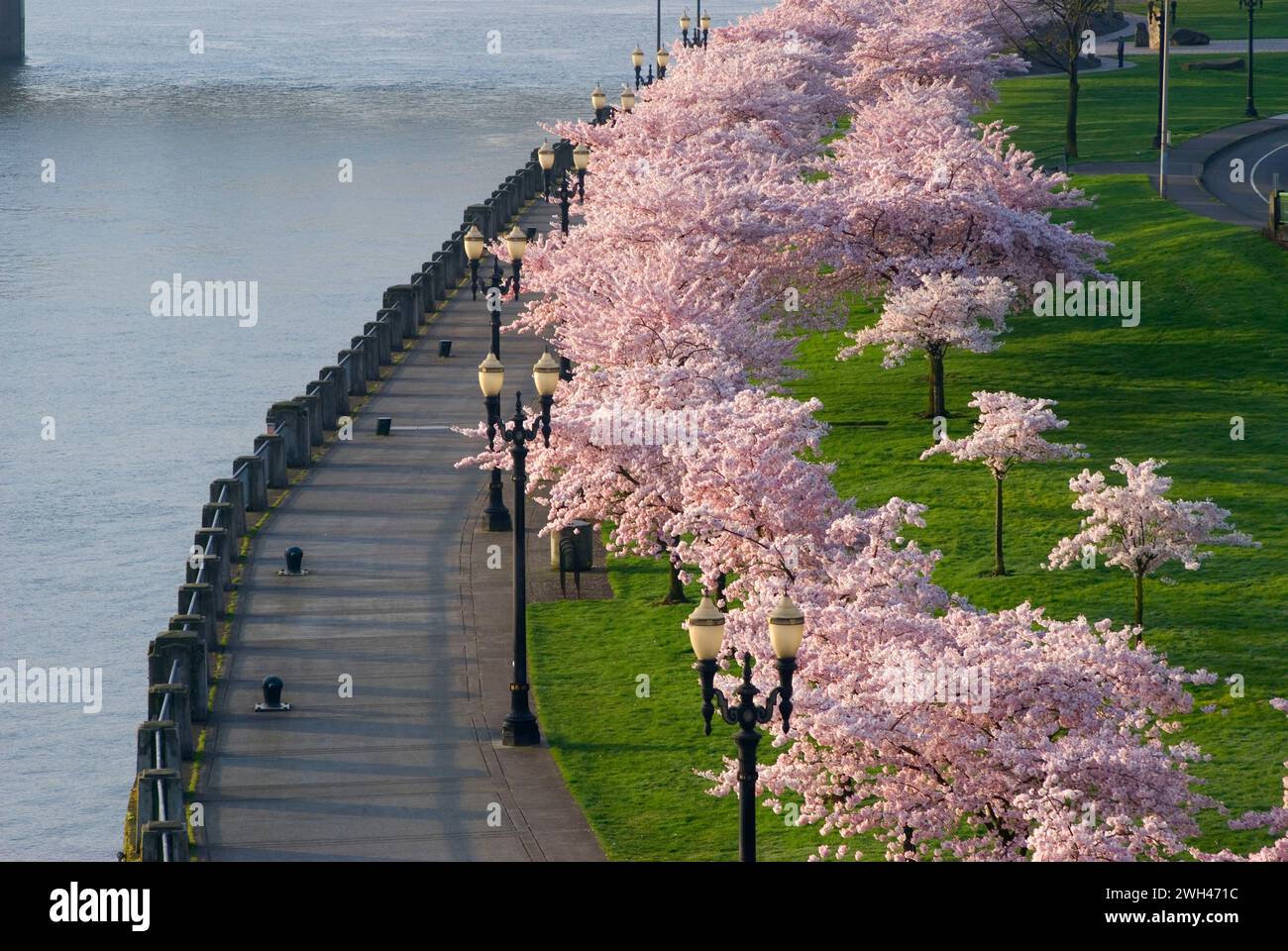 Waterfront walkway with decorative cherry trees from Steele Bridge, Tom ...