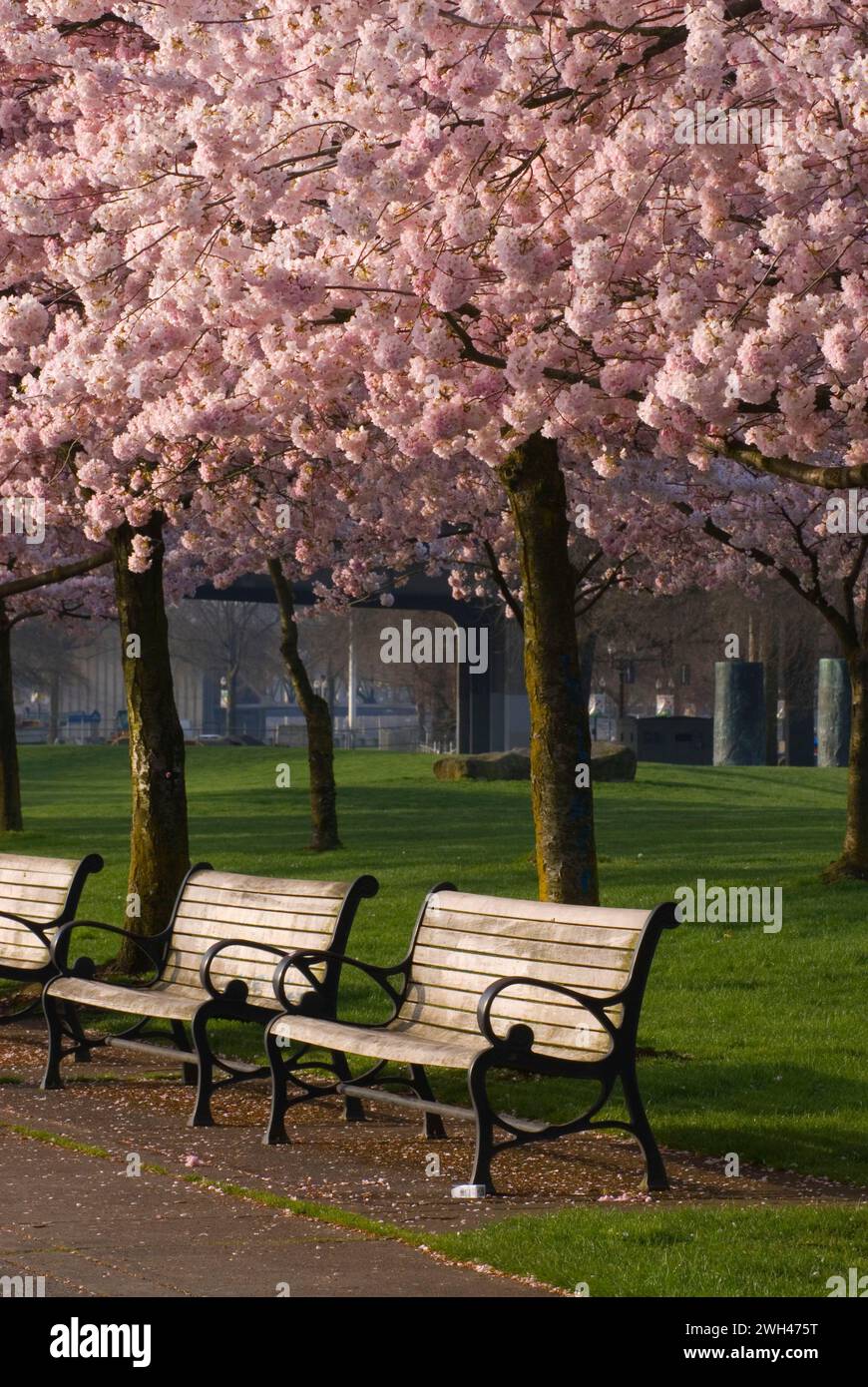 Park bench with decorative cherry trees, Tom McCall Waterfront Park ...