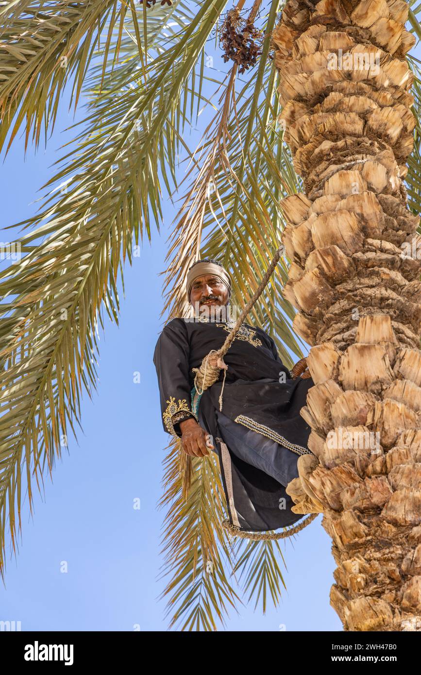 Middle East, Saudi Arabia, Tabuk Province, Tayma. November 15, 2023 ...