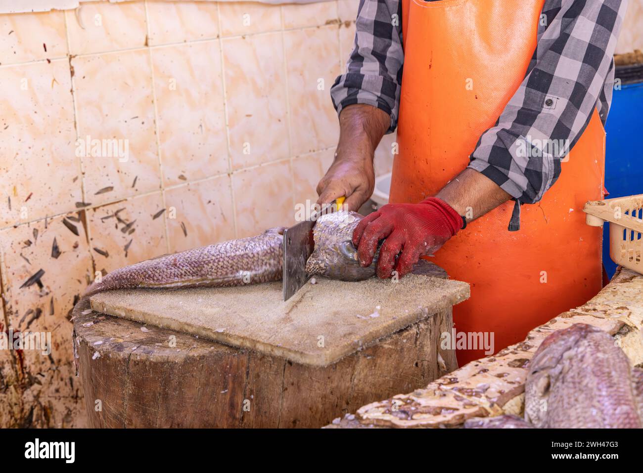 Middle East, Saudi Arabia, Tabuk, Duba. November 16, 2023. Preparing ...