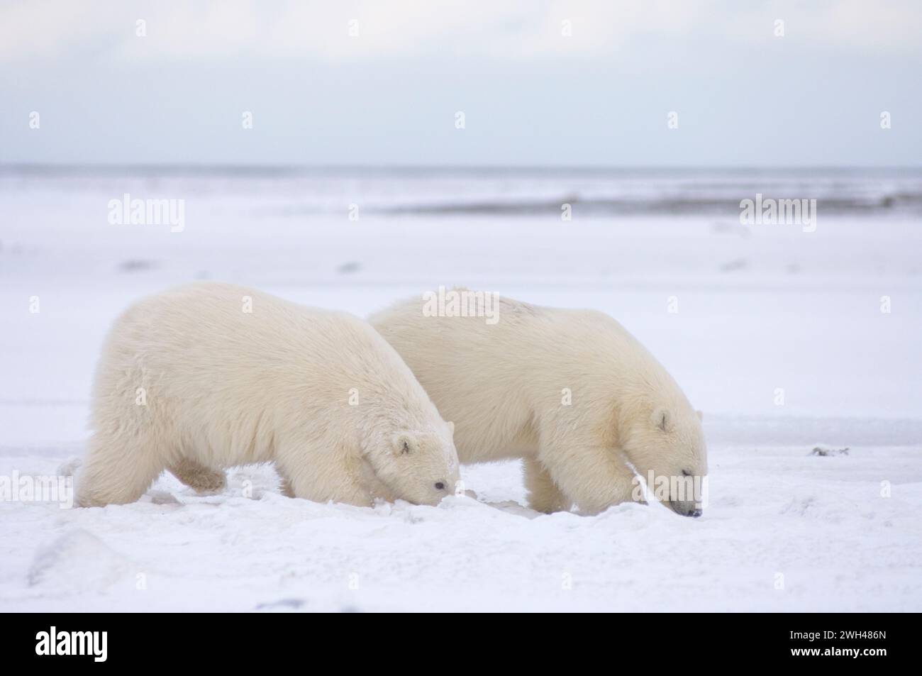 polar bears Ursus maritimus spring cubs along a barrier island on the ...