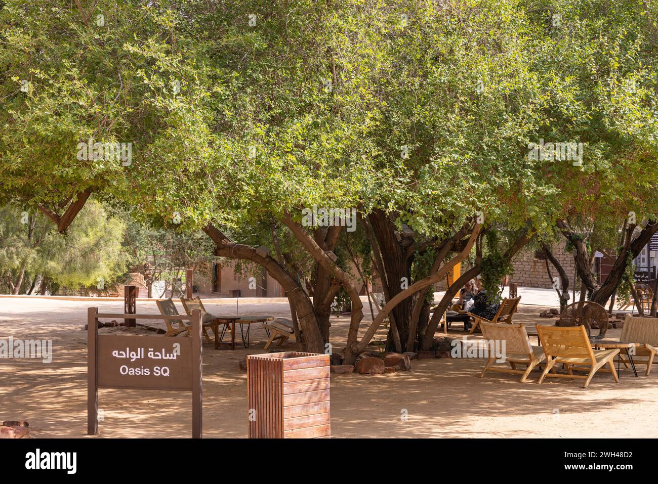 Middle East, Saudi Arabia, Medina, Al-Ula. November 18, 2023. Trees in ...