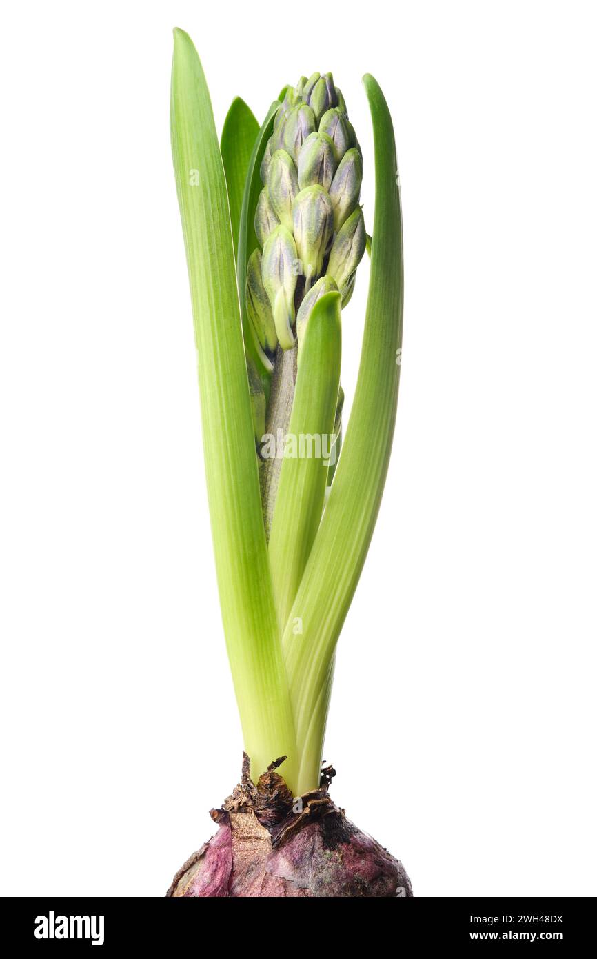 Hyacinth flower with an unopened bud. Blue hyacinthus, spring blooming ...