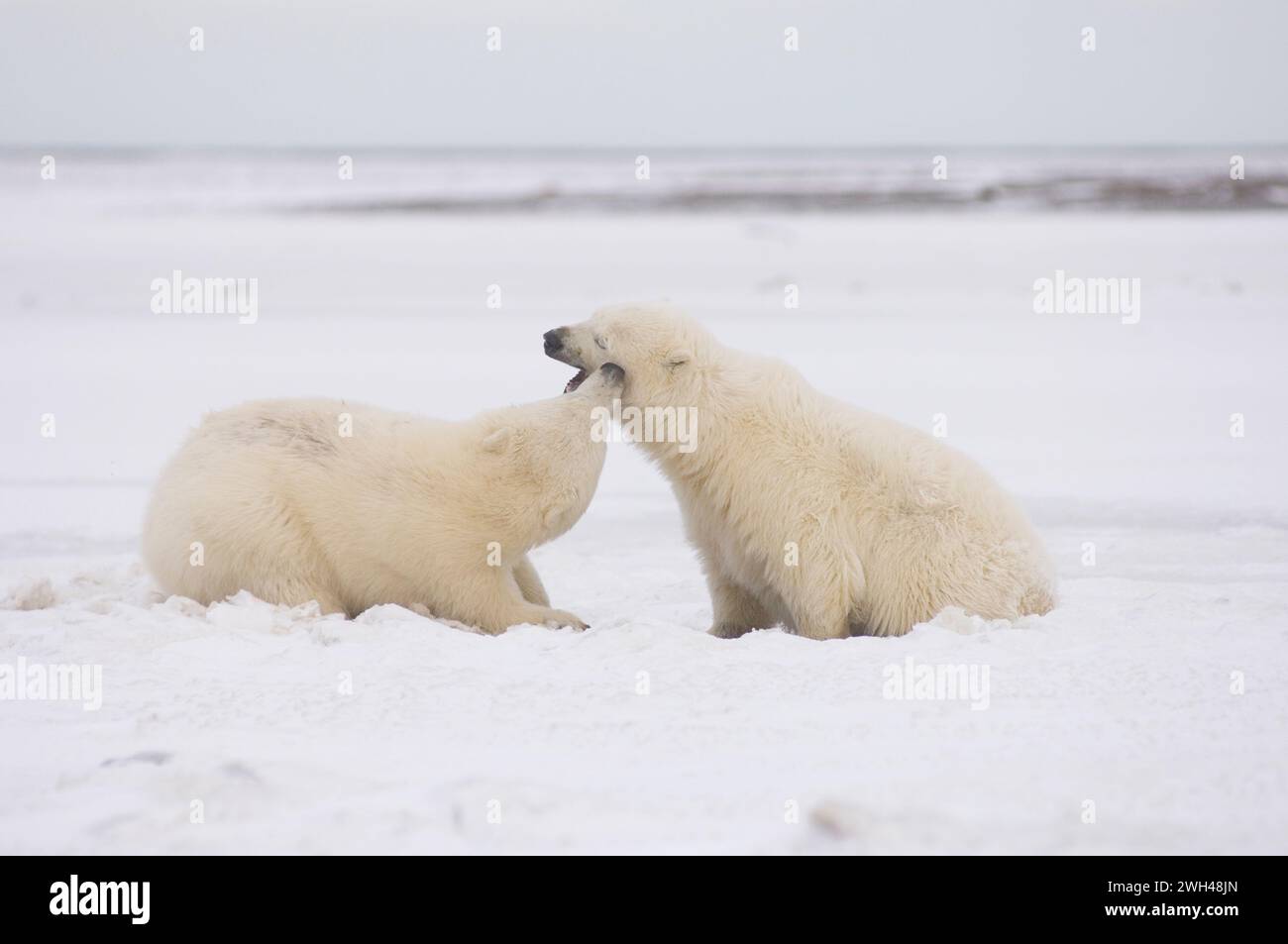 polar bears Ursus maritimus spring cubs along a barrier island on the ...