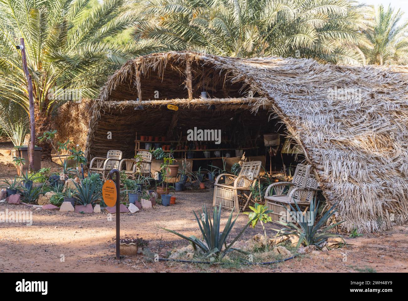 Middle East, Saudi Arabia, Medina, Al-Ula. November 18, 2023. Shade ...