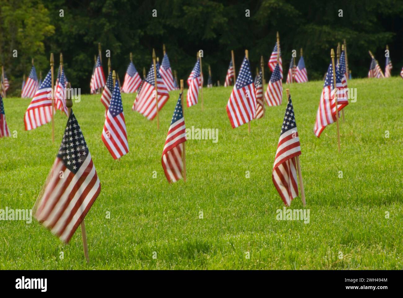 Memorial Day flags on graves, Willamette National Cemetery, Portland ...