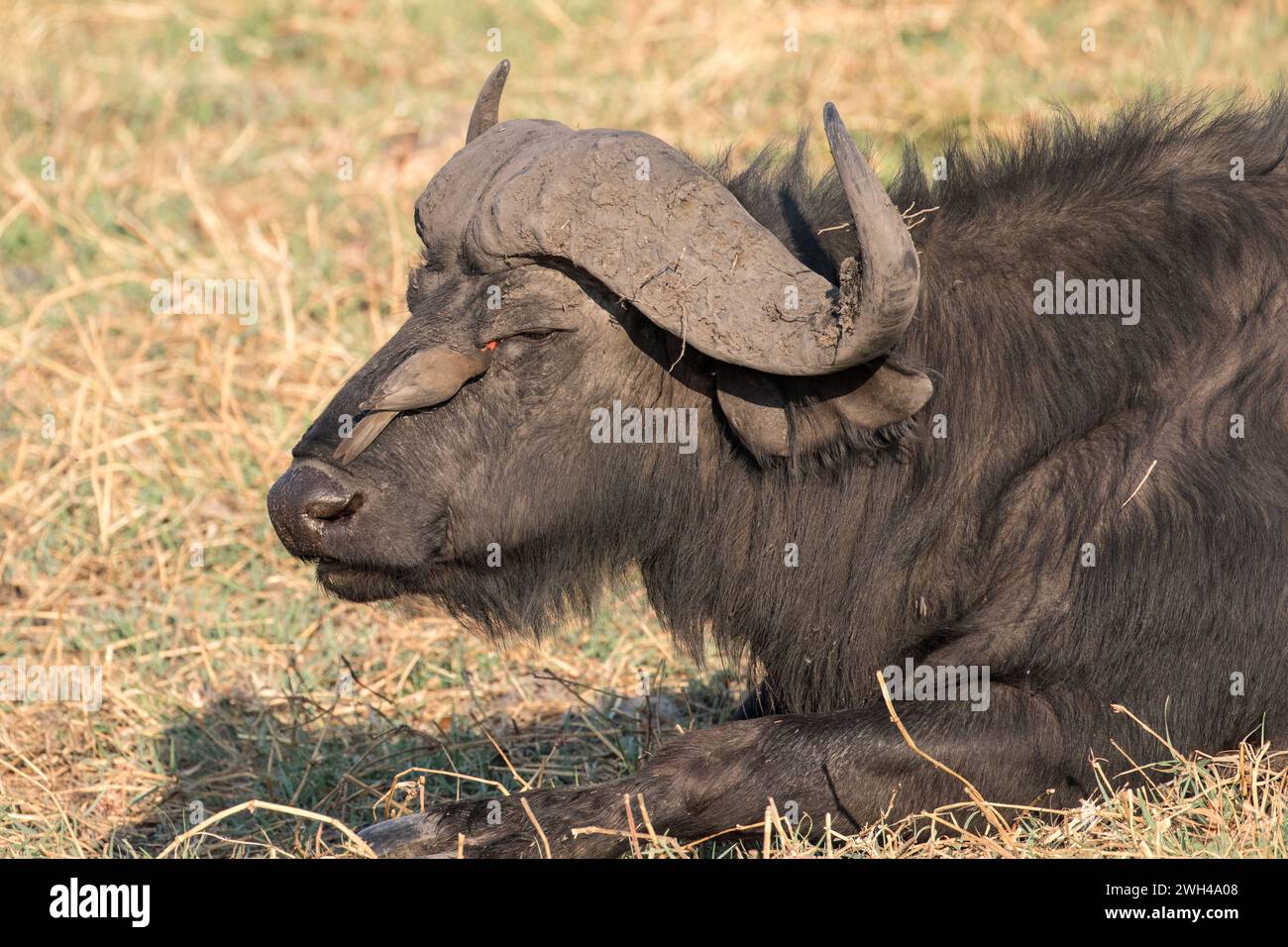 African Buffalo with Red-billed Oxpecker searching for insects in the ...