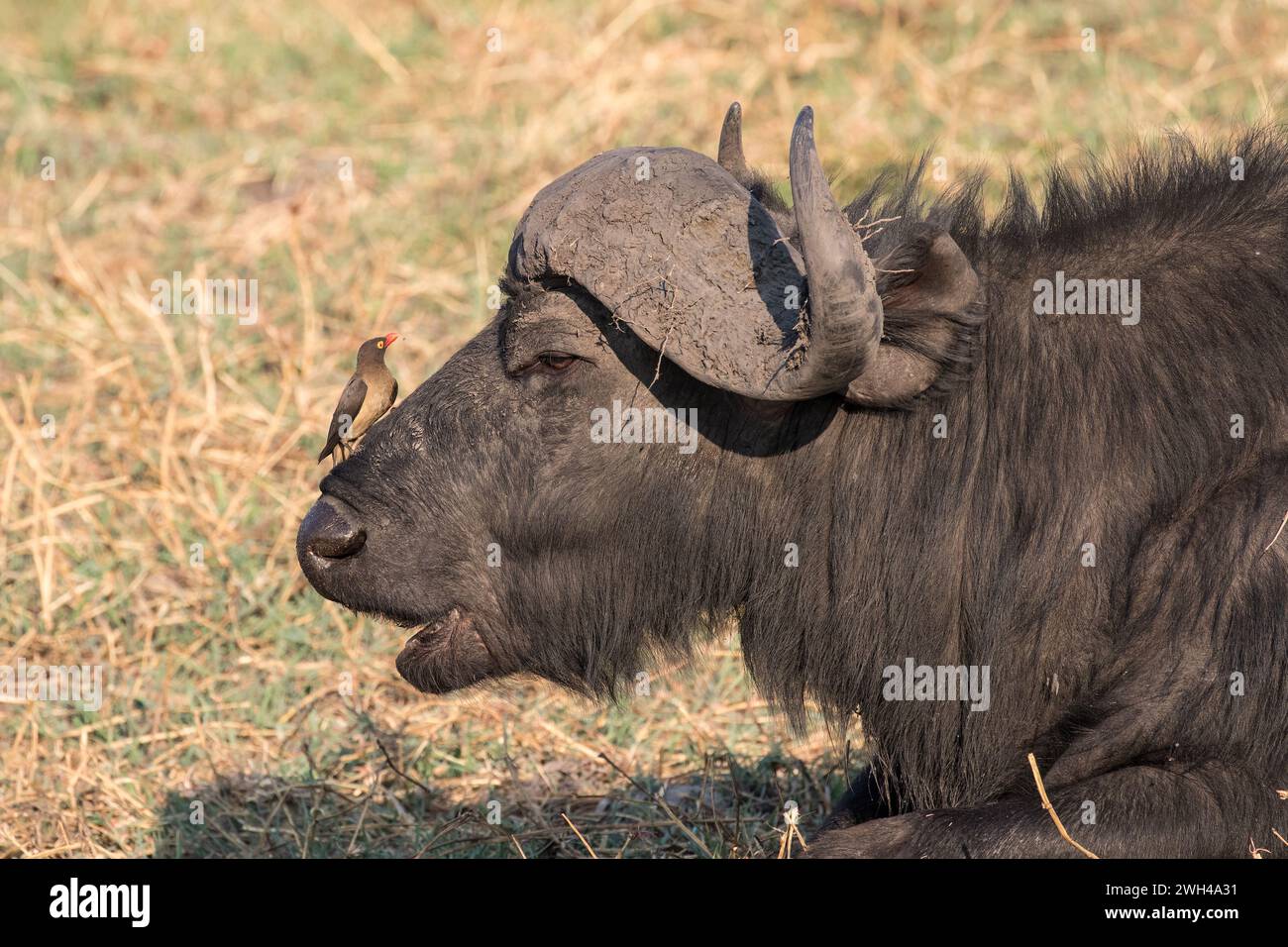 African Buffalo with Red-billed Oxpecker on nose Stock Photo - Alamy