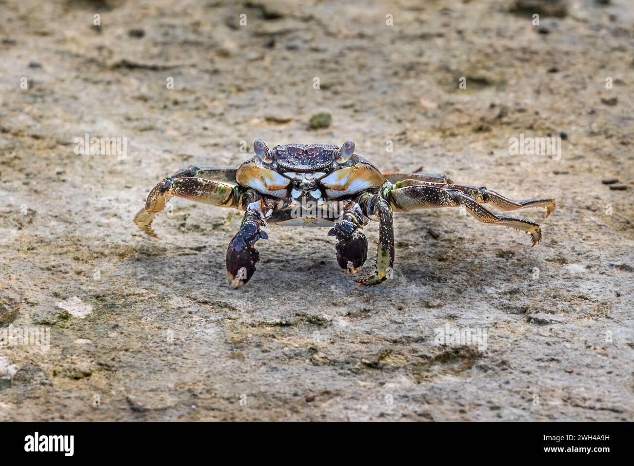 Crab on sandy Aruba beach, facing the camera. Pinchers held in front ...