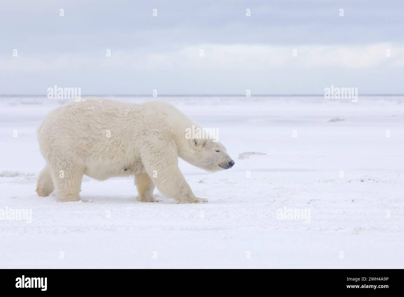 polar bear, Ursus maritimus, sow along a barrier island on the Arctic ...