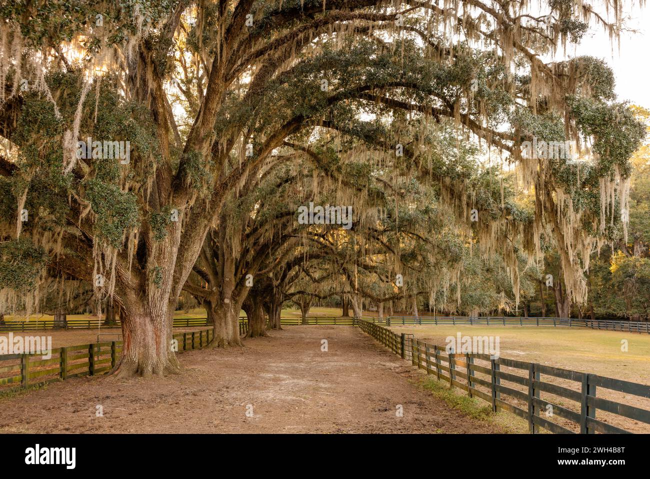 Row of trees spanish moss hi-res stock photography and images - Alamy