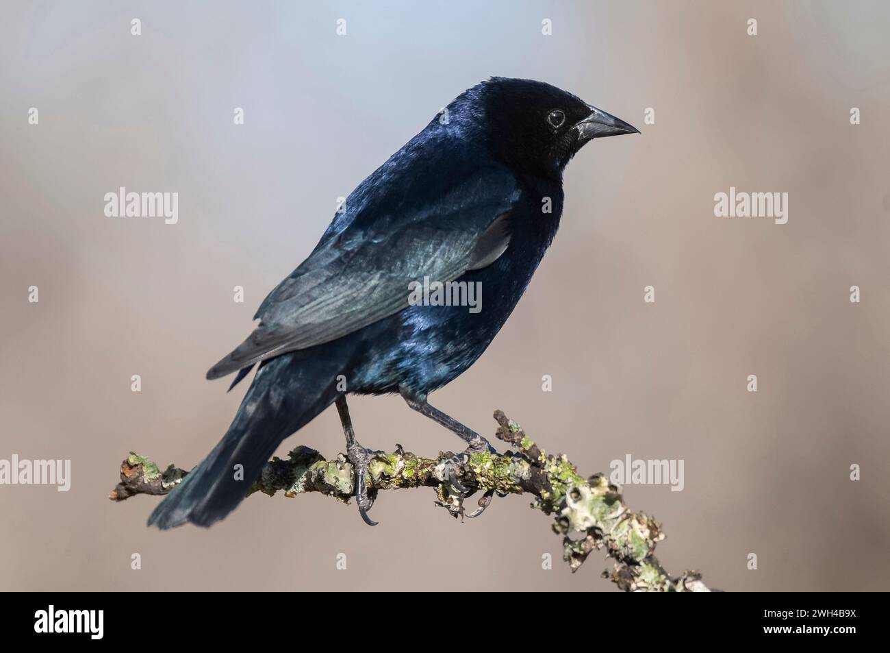 Forest_environment hi-res stock photography and images - Alamy