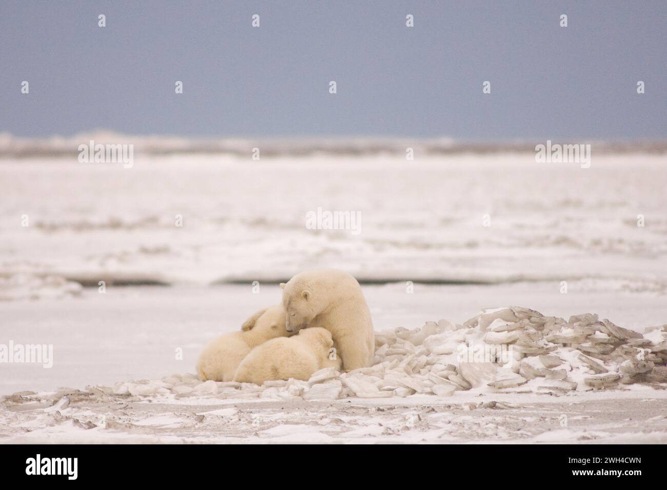 polar bears, Ursus maritimus, sow nursing her spring cubs along a ...