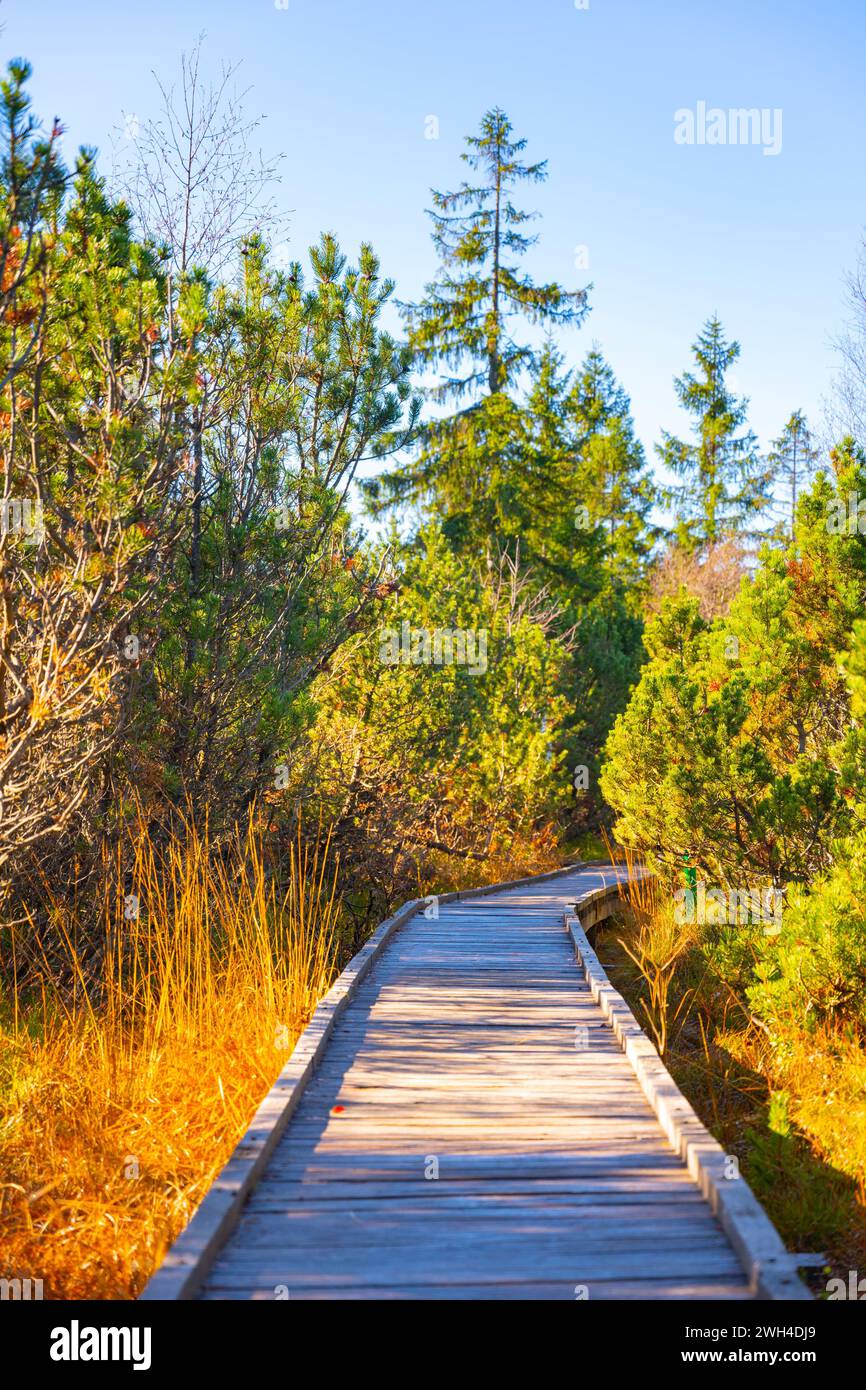 Wooden path in Bozi Dar peat bog nature reservation on sunny autumn day ...
