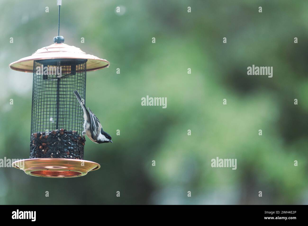 A black-capped chickadee on a orange birdfeeder Stock Photo - Alamy